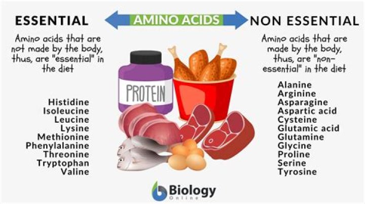 Can a non essential amino acids become essential - The Daily Insight