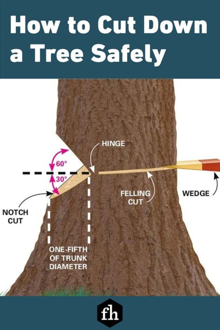 Can I make a Neighbour cut down a tree - The Daily Insight