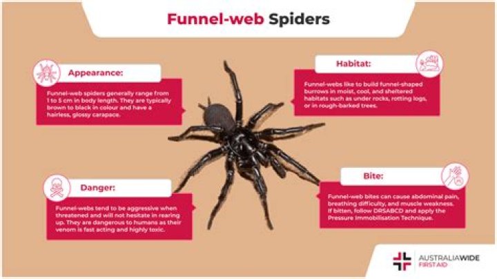 How common are funnel web spiders in Sydney - The Daily Insight