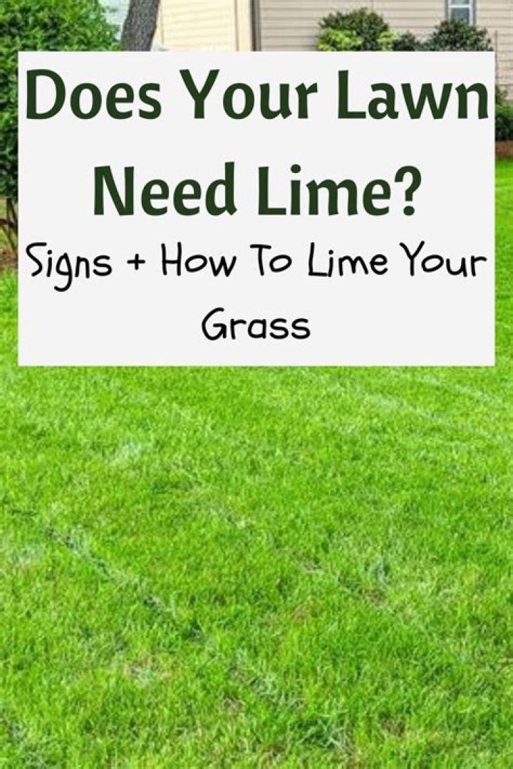 How do I apply garden lime to my lawn - The Daily Insight