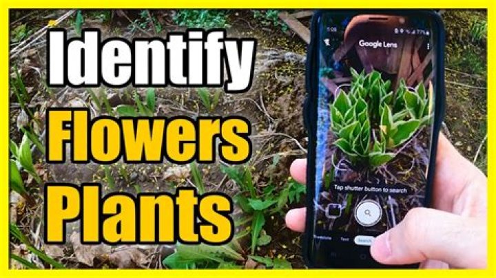 How do I identify my taro plant - The Daily Insight