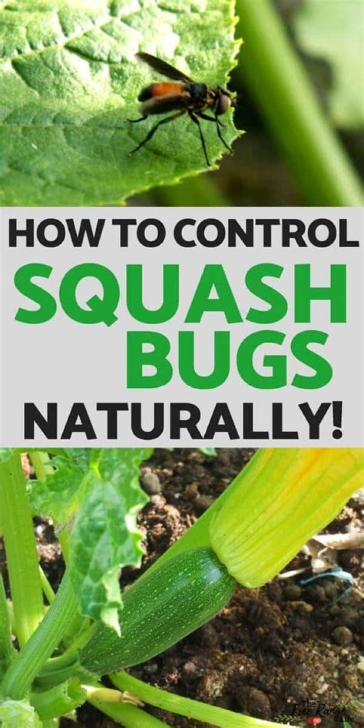 How do I keep squash bugs away - The Daily Insight