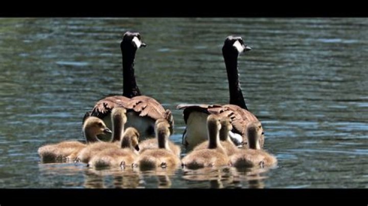 How do you get rid of Canadian geese - The Daily Insight