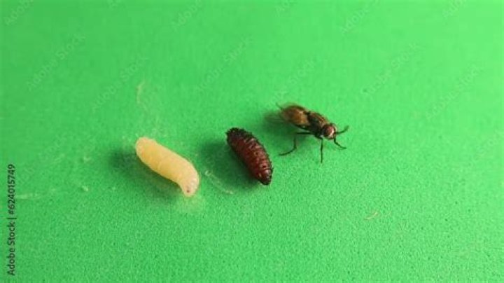 How do you know if your pupa is alive - The Daily Insight