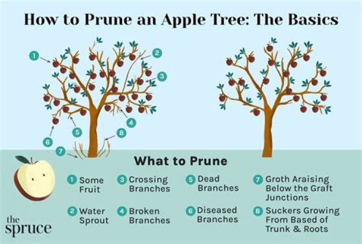 How do you prune a pear and apple tree - The Daily Insight
