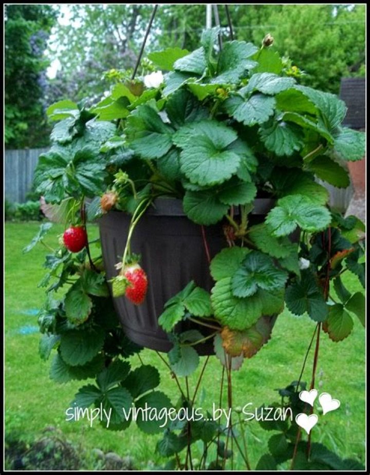 How many strawberry plants can you put in a hanging basket - The Daily ...