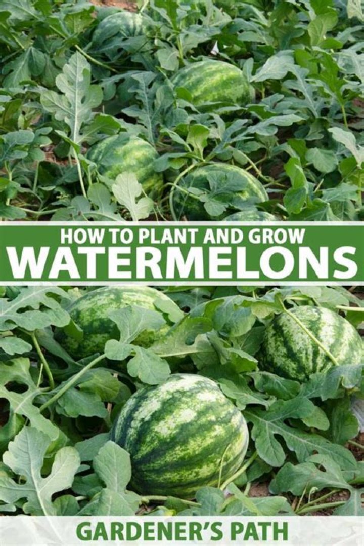 How many watermelons can you plant on a hill - The Daily Insight