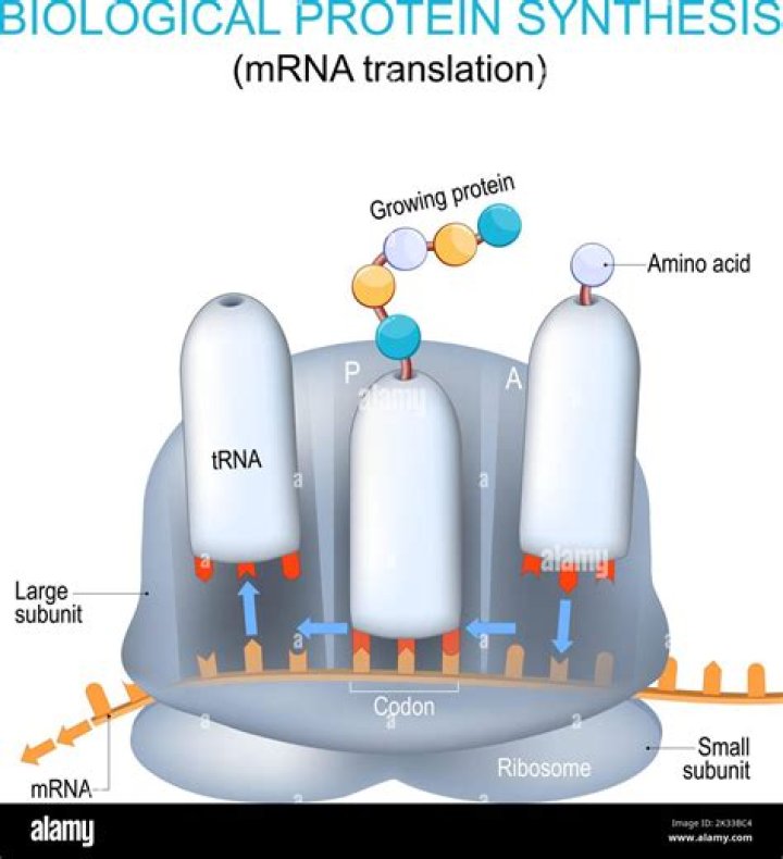 What are the roles of DNA mRNA rRNA and tRNA in protein synthesis - The ...