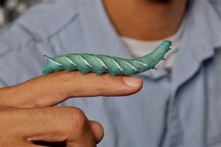 What are the white things on a hornworm - The Daily Insight