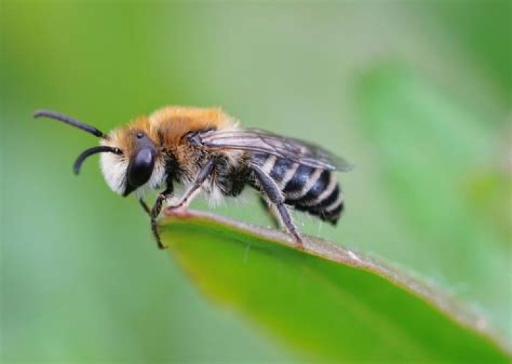 What are those tiny bees called - The Daily Insight