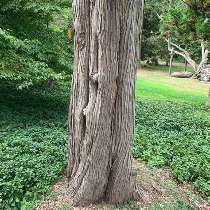 What does the bark of a cedar tree look like - The Daily Insight