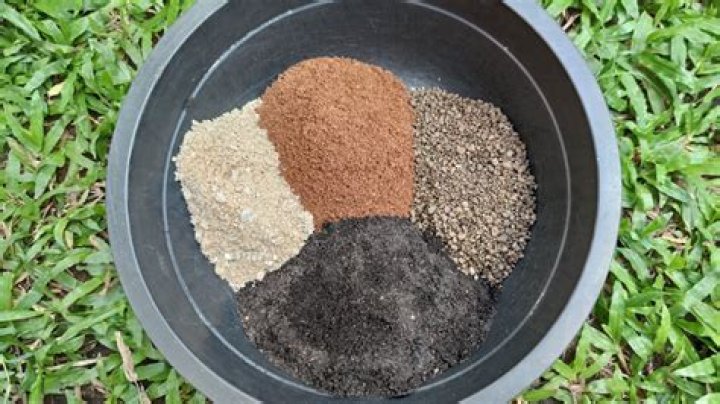 What is cactus soil - The Daily Insight