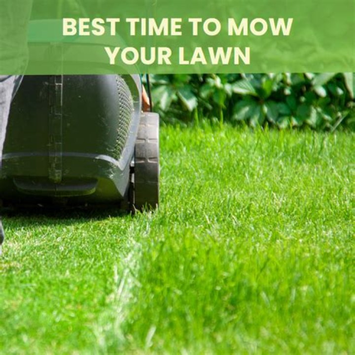 What is the best time to mow your lawn - The Daily Insight