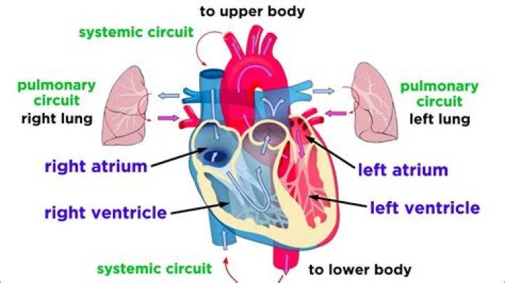 What is the circulatory system function - The Daily Insight