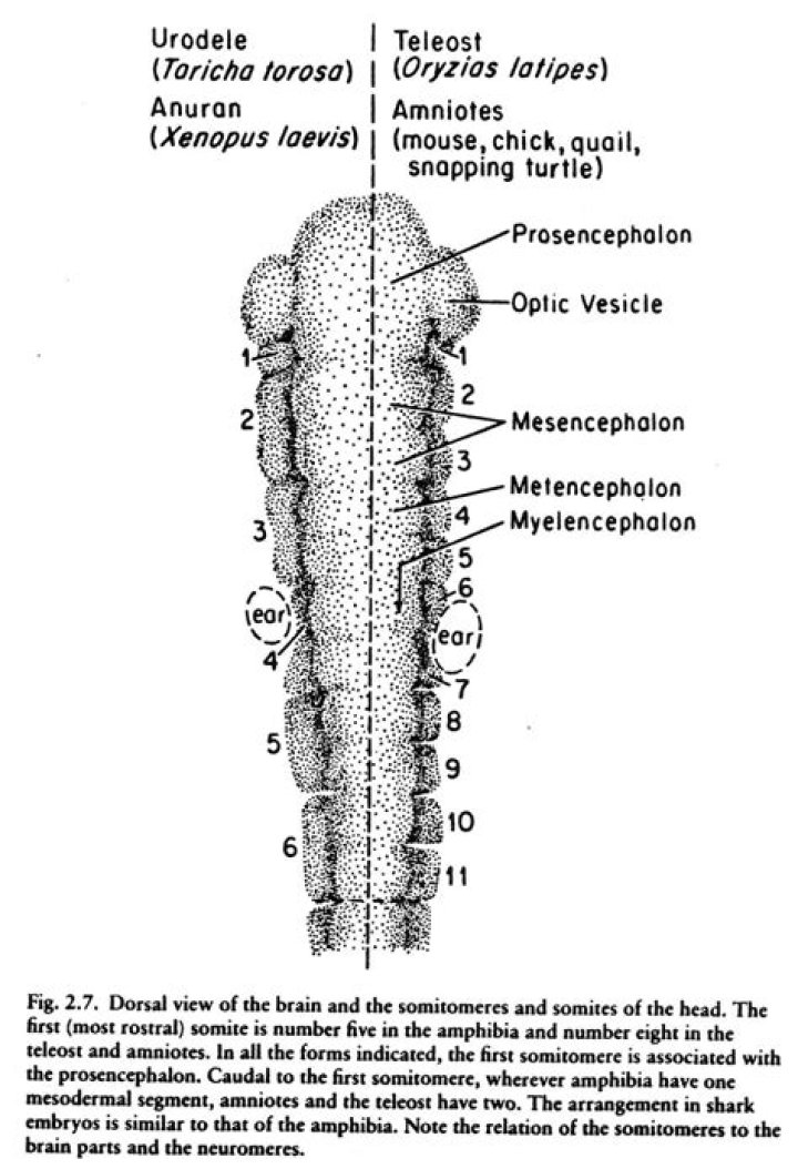 What is the difference between somites and Somitomeres - The Daily Insight