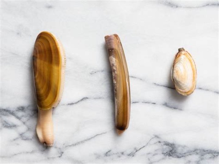 What part of clam is edible - The Daily Insight