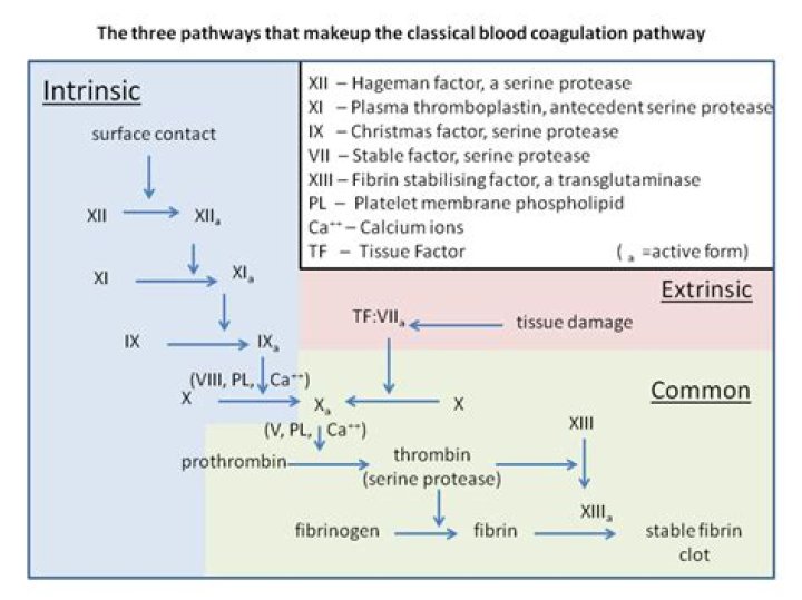 Where are clotting factors made - The Daily Insight