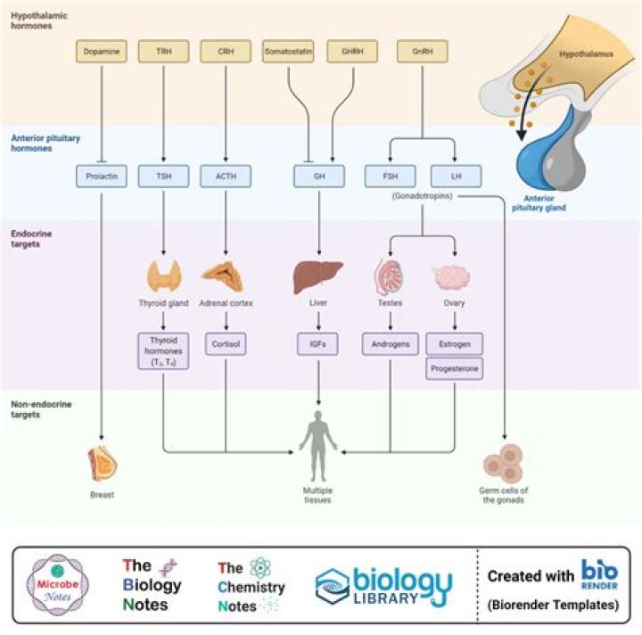Which of the following posterior pituitary hormones causes the kidney ...