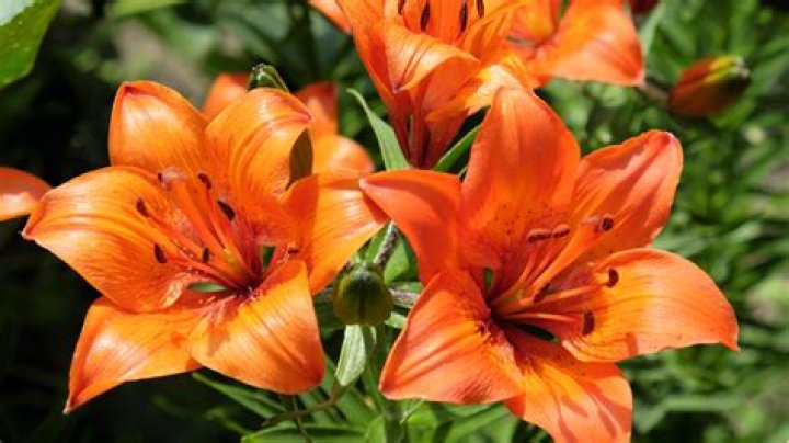 Why are they called tiger lilies - The Daily Insight
